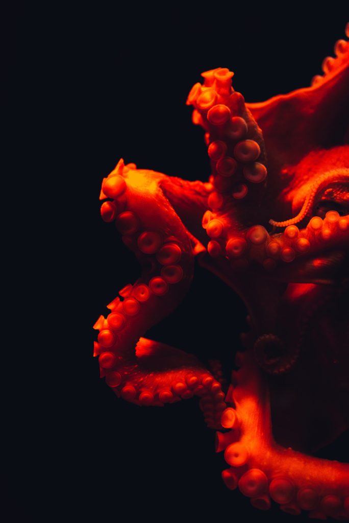 Human Hubris Dictates 'The Soul of an Octopus' - Book Review